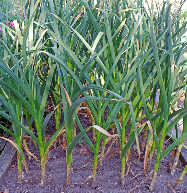 Garlic, Allium sativum – Wisconsin Horticulture