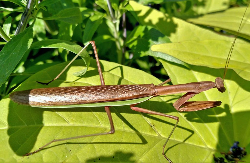 Praying Mantids – Wisconsin Horticulture