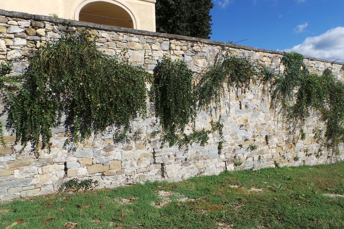 Capers, Capparis spinosa – Wisconsin Horticulture