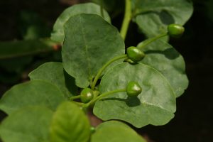 Capers, Capparis spinosa – Wisconsin Horticulture