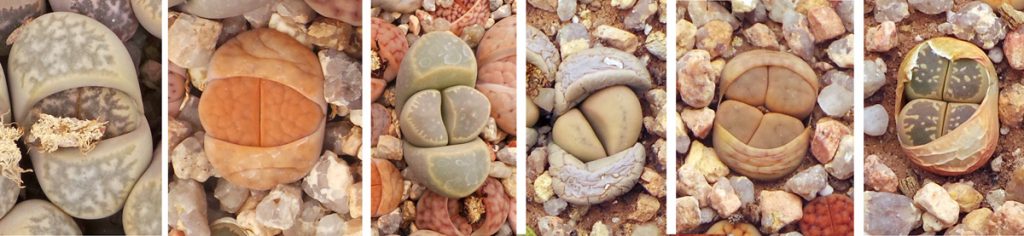 Living Stones: Lithops – Wisconsin Horticulture