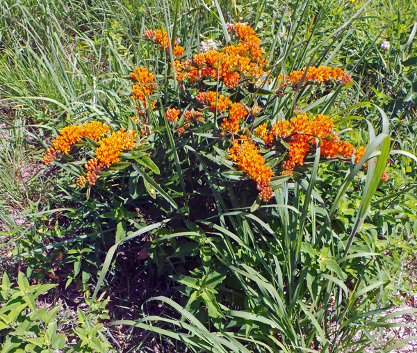 Butterfly Weed, Asclepias tuberosa – Wisconsin Horticulture
