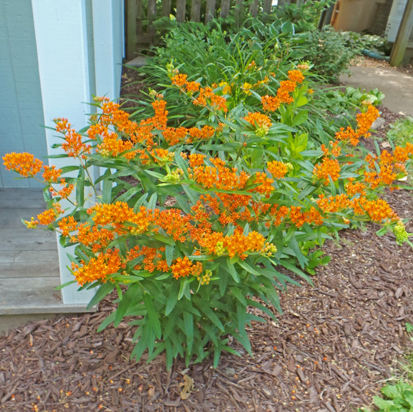 Butterfly Weed, Asclepias tuberosa – Wisconsin Horticulture