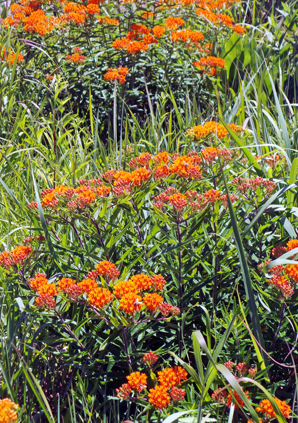 Butterfly Weed, Asclepias tuberosa – Wisconsin Horticulture