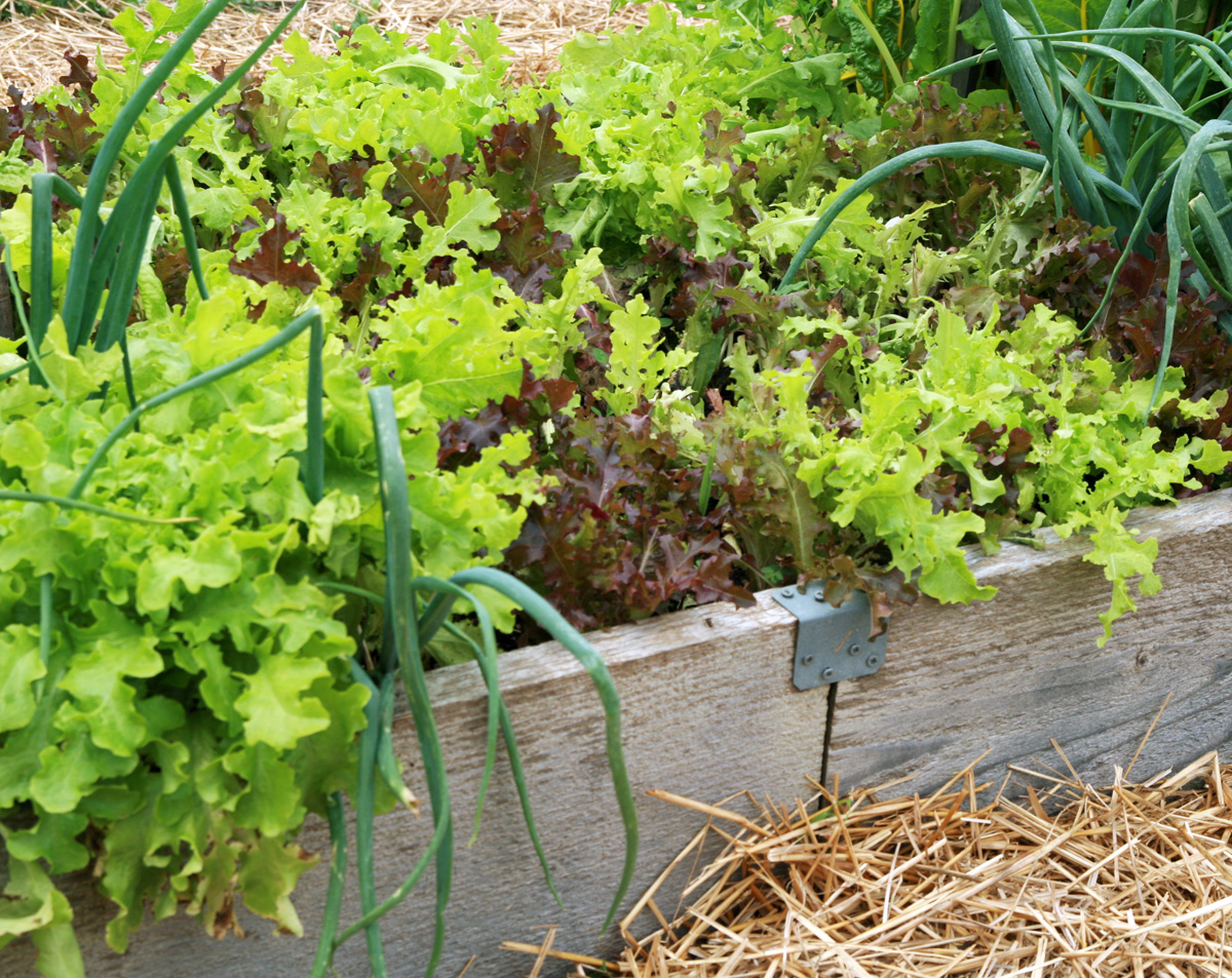 Grow Your Own Salad Greens – Wisconsin Horticulture