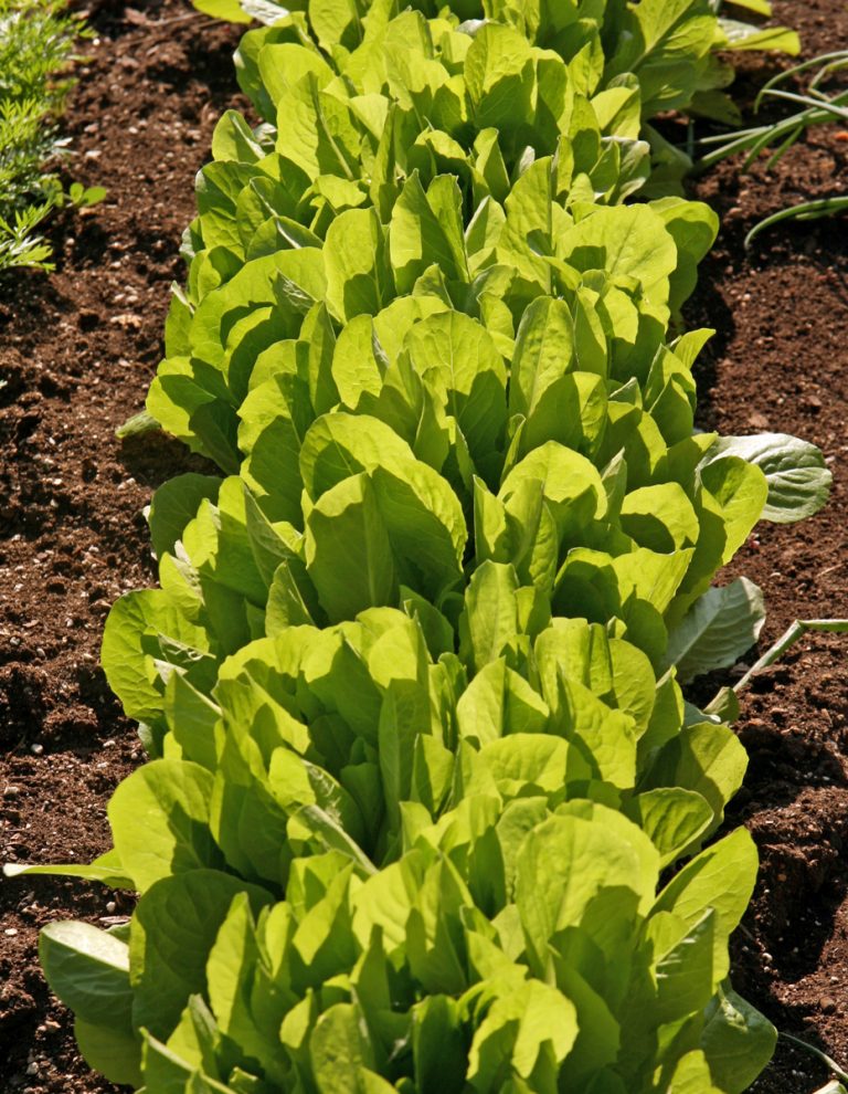 Grow Your Own Salad Greens – Wisconsin Horticulture