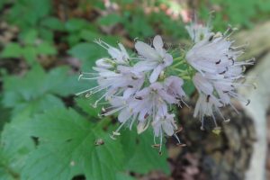 Virginia waterleaf, Hydrophyllum virginianum – Wisconsin Horticulture