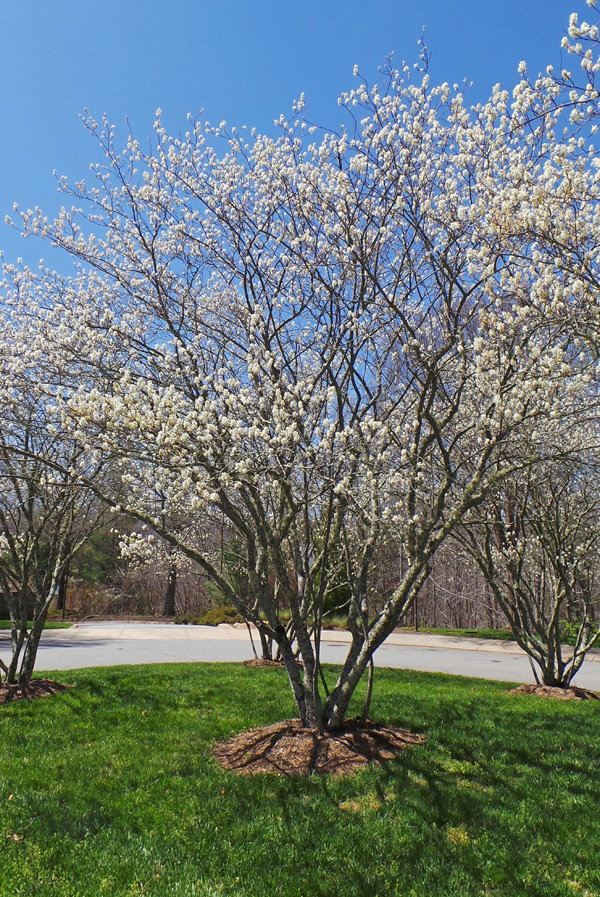 Serviceberry, Amelanchier spp. – Wisconsin Horticulture