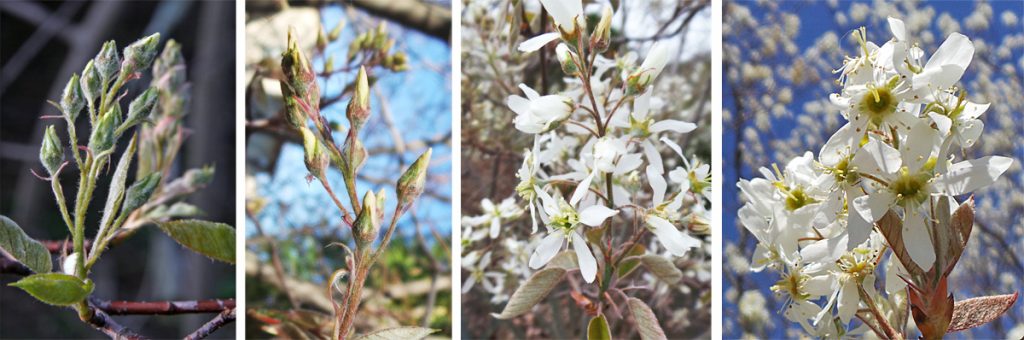 Serviceberry, Amelanchier spp. – Wisconsin Horticulture