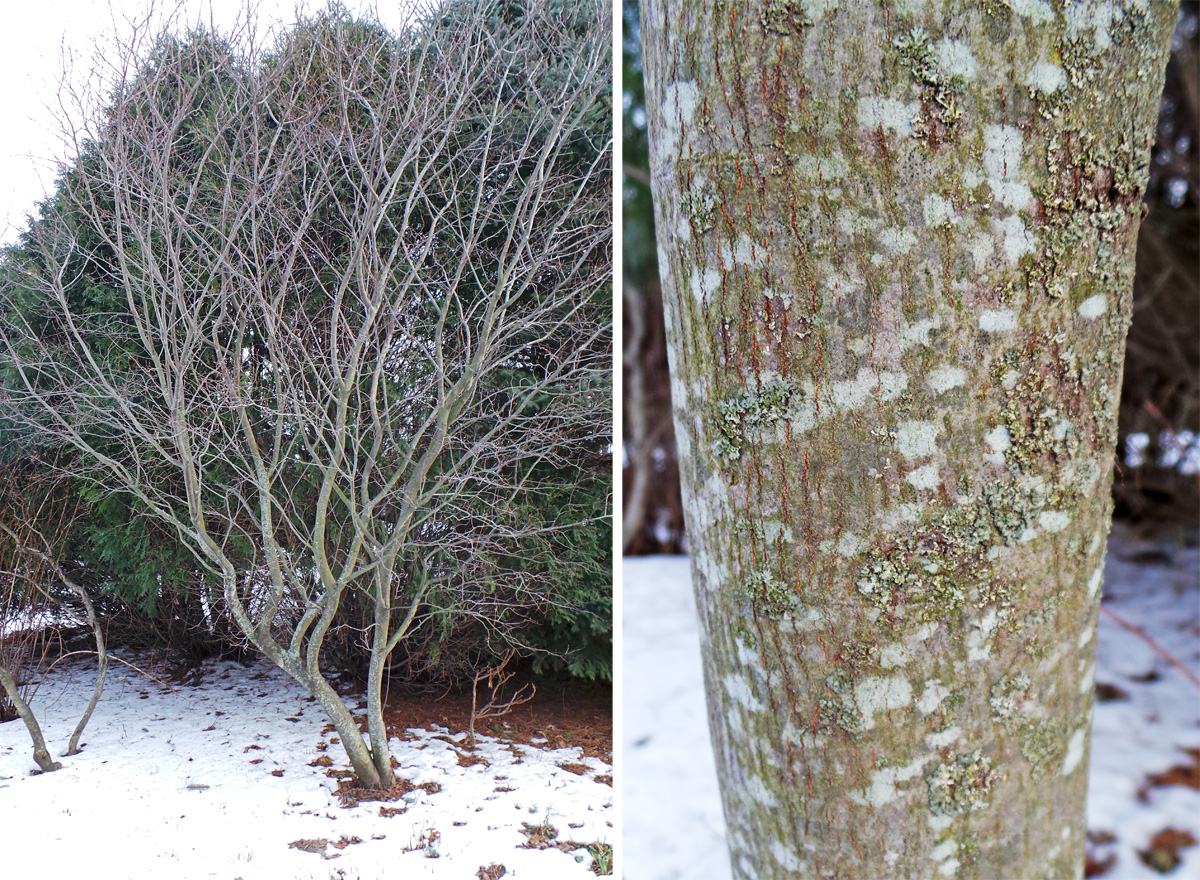 Serviceberry, Amelanchier spp. – Wisconsin Horticulture