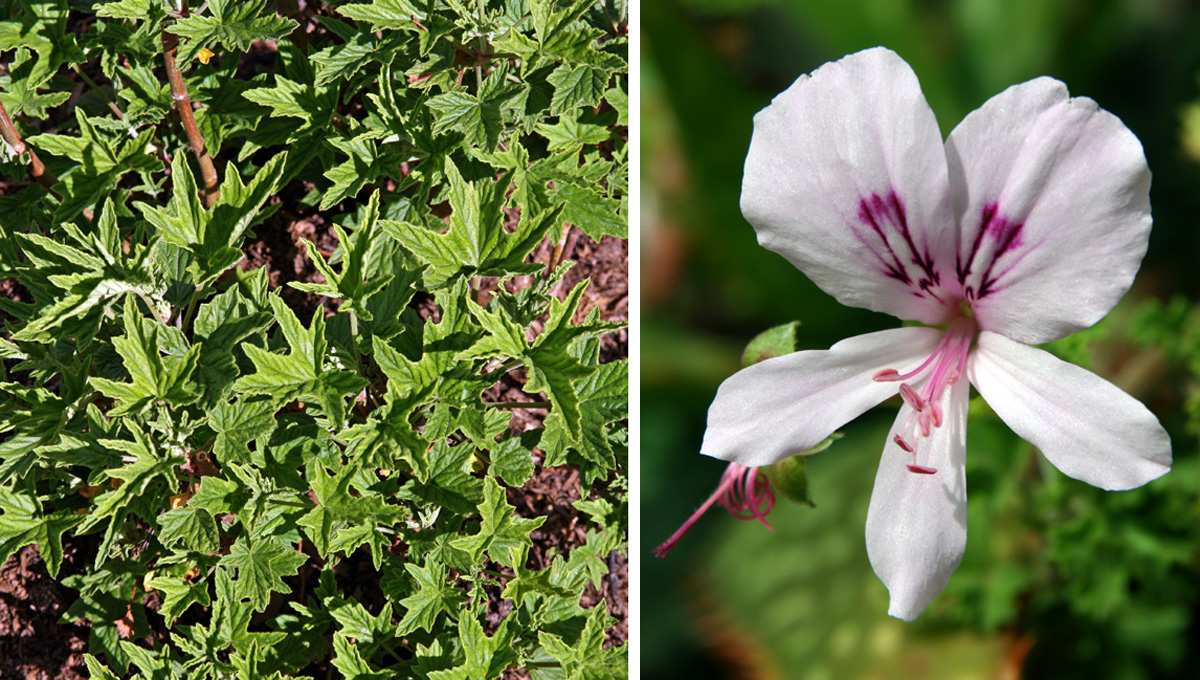 Lemon-scented Plants – Wisconsin Horticulture