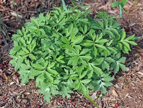Virginia waterleaf, Hydrophyllum virginianum – Wisconsin Horticulture