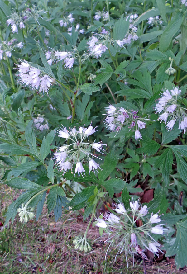 Virginia waterleaf, Hydrophyllum virginianum – Wisconsin Horticulture
