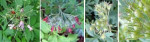 Virginia waterleaf, Hydrophyllum virginianum – Wisconsin Horticulture