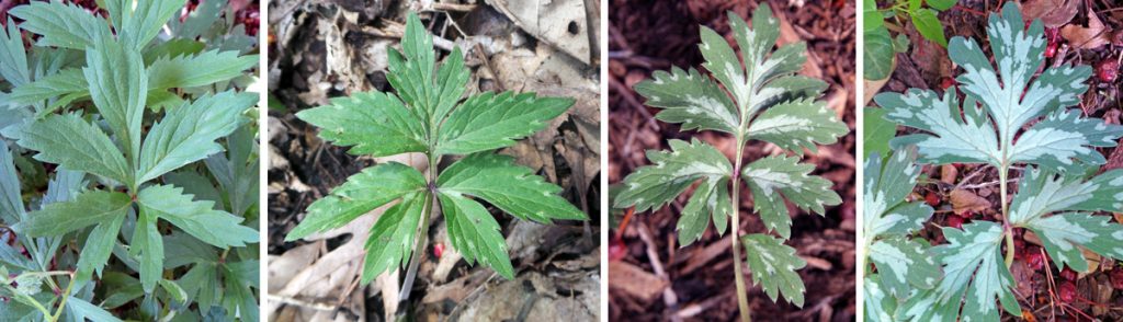Virginia waterleaf, Hydrophyllum virginianum – Wisconsin Horticulture