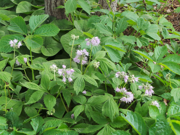 Virginia waterleaf, Hydrophyllum virginianum – Wisconsin Horticulture