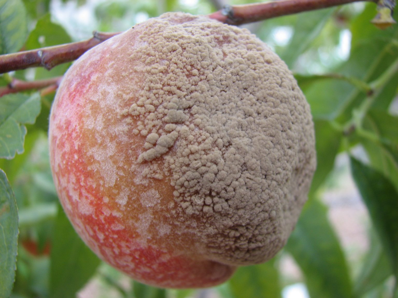 Brown Rot – Wisconsin Horticulture