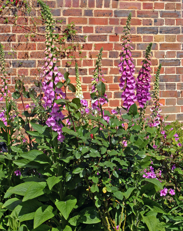 Common Foxglove, Digitalis purpurea – Wisconsin Horticulture