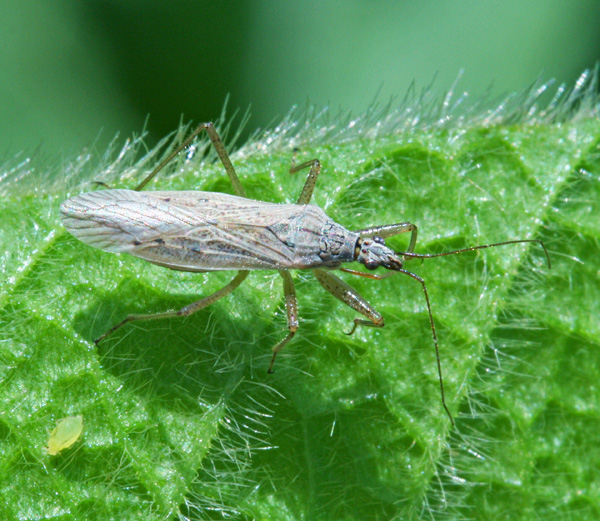Damsel Bugs, Family Nabidae – Wisconsin Horticulture