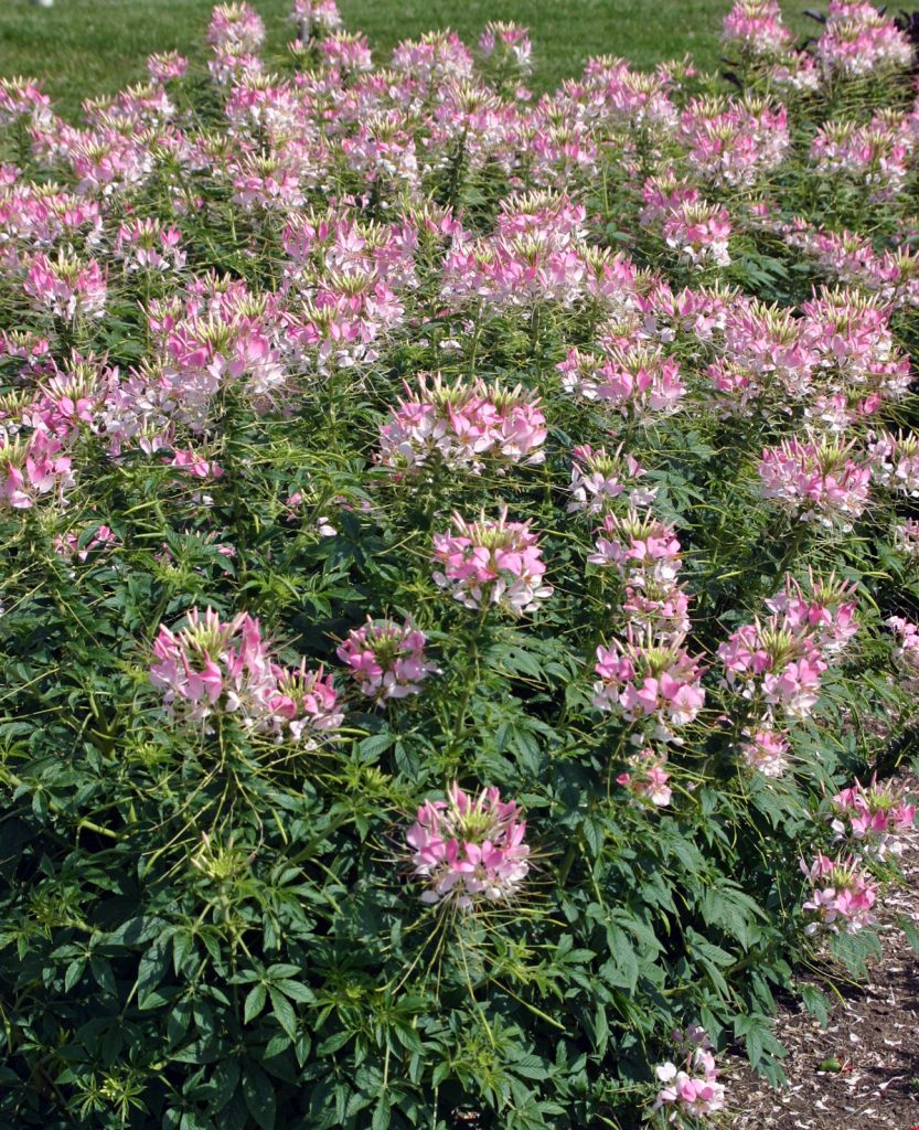 Spider flower, Cleome hassleriana – Wisconsin Horticulture