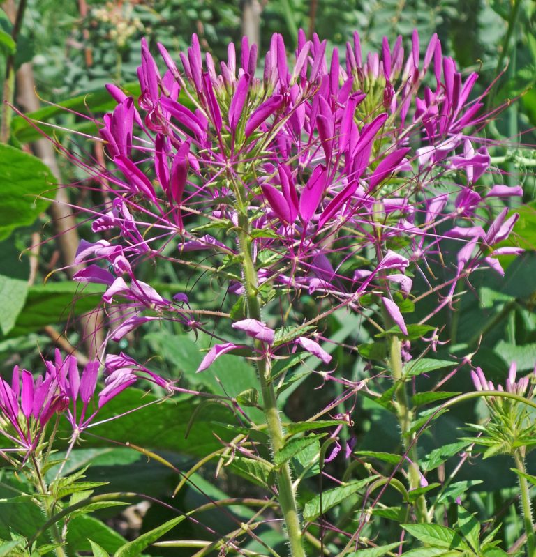 Spider Flower, Cleome houtteana (= C. hassleriana) – Wisconsin Horticulture