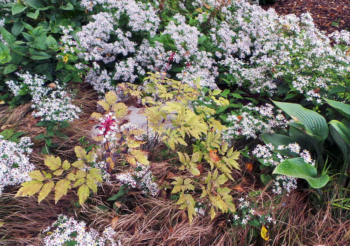 Baneberry, Actaea spp. – Wisconsin Horticulture