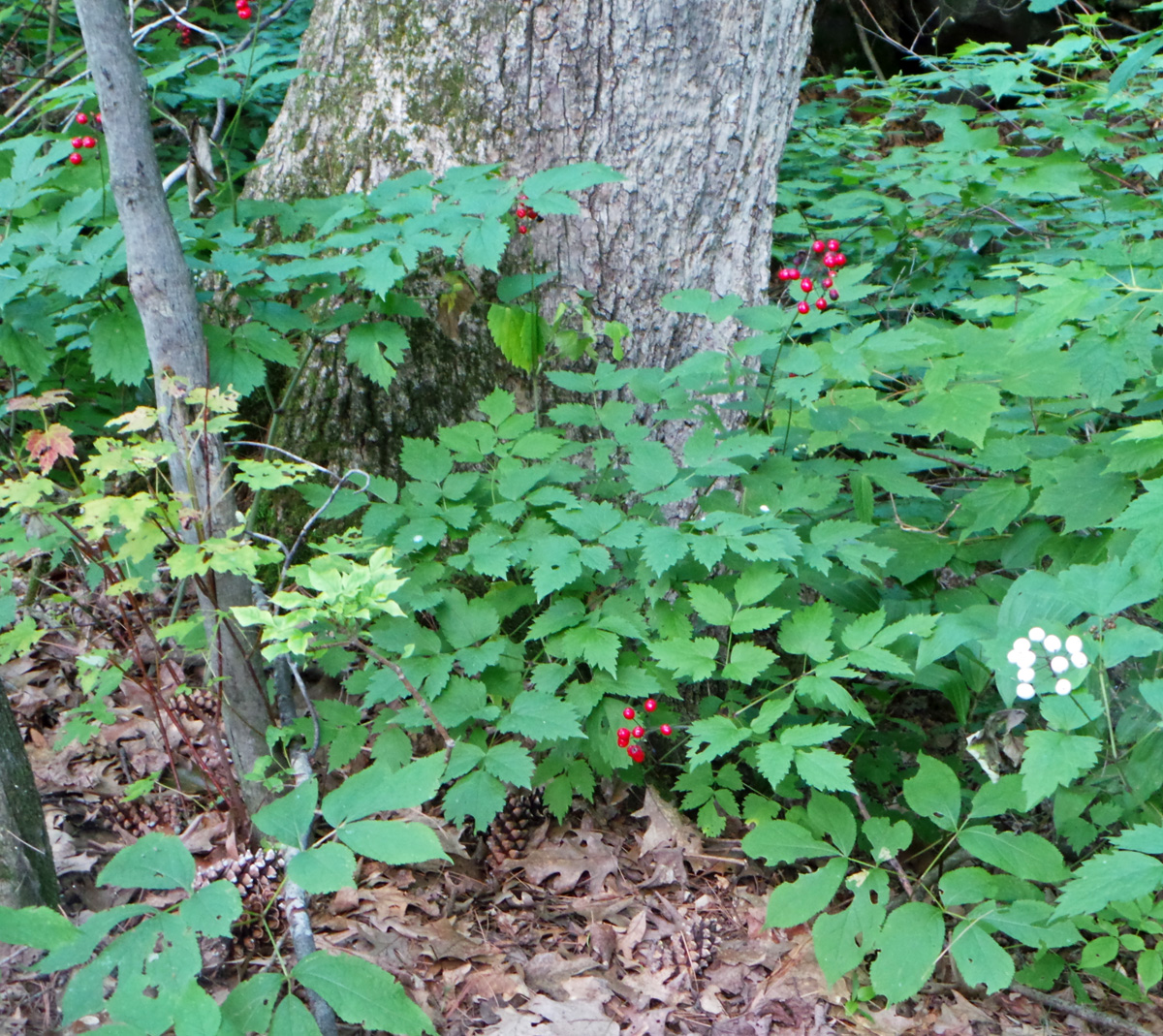 Baneberry, Actaea spp. – Wisconsin Horticulture