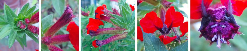 Bat-faced cuphea, Cuphea llavea – Wisconsin Horticulture