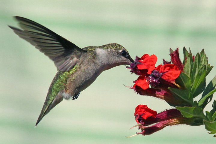 Bat-faced cuphea, Cuphea llavea – Wisconsin Horticulture
