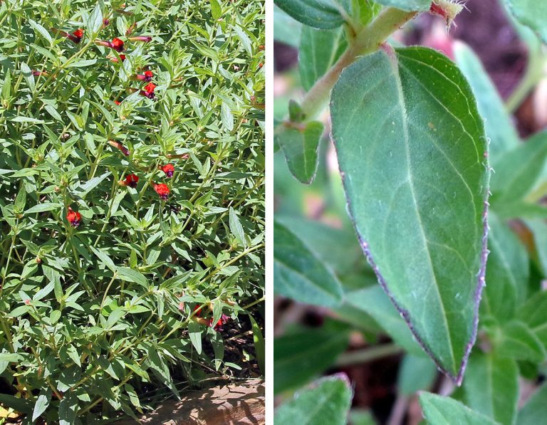 Bat-faced cuphea, Cuphea llavea – Wisconsin Horticulture