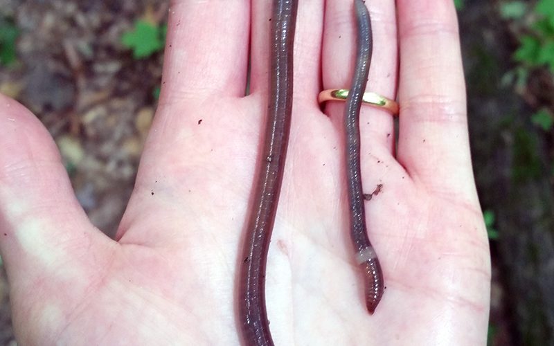 Tradescantia zebrina – Wisconsin Horticulture