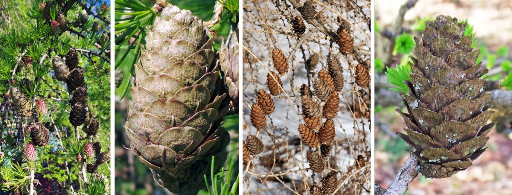 European Larch, Larix decidua – Wisconsin Horticulture