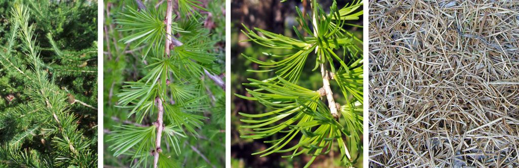 European Larch, Larix decidua – Wisconsin Horticulture
