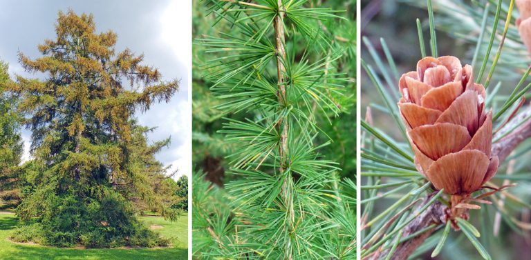 European Larch, Larix decidua – Wisconsin Horticulture