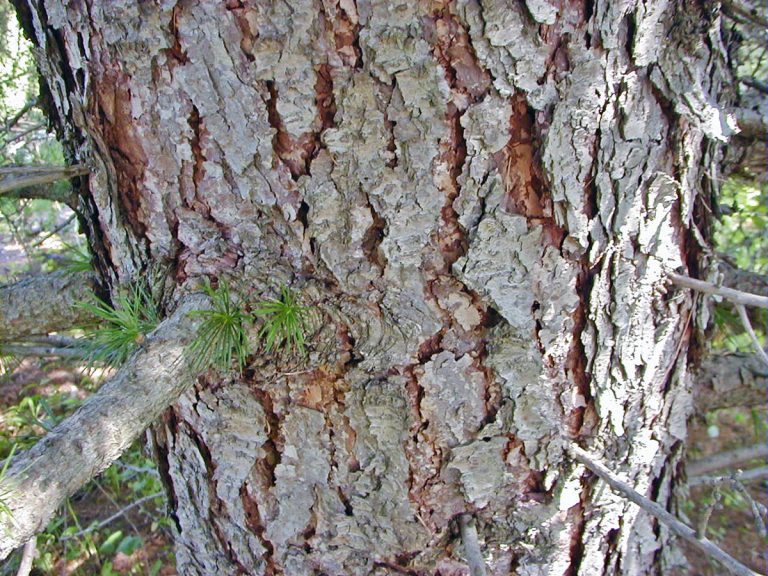 European Larch, Larix decidua – Wisconsin Horticulture