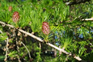 European Larch, Larix decidua – Wisconsin Horticulture