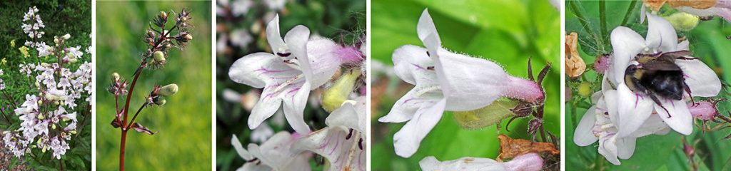 ‘Husker Red‘ Foxglove Beardtongue, Penstemon digitalis ‘Husker Red ...