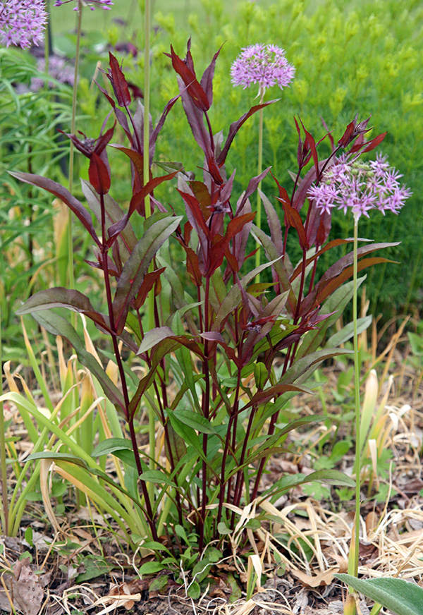 ‘Husker Red‘ Foxglove Beardtongue, Penstemon digitalis ‘Husker Red ...