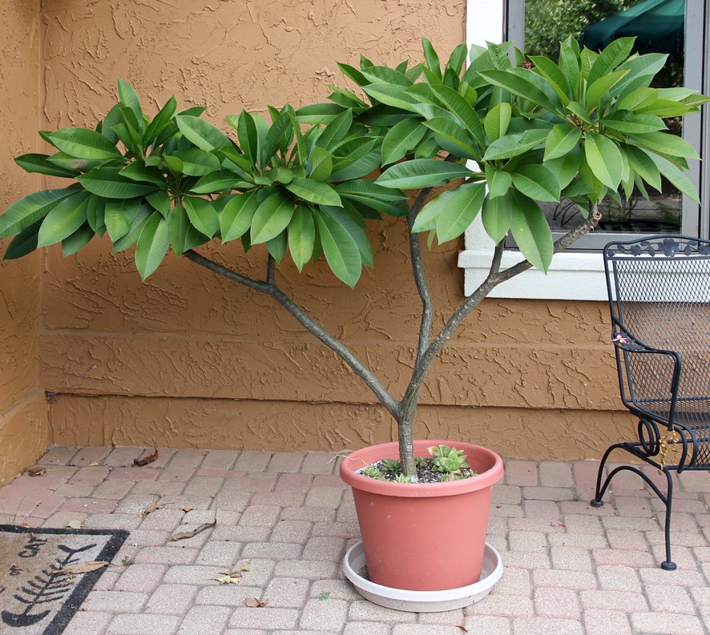 Plumeria – Wisconsin Horticulture