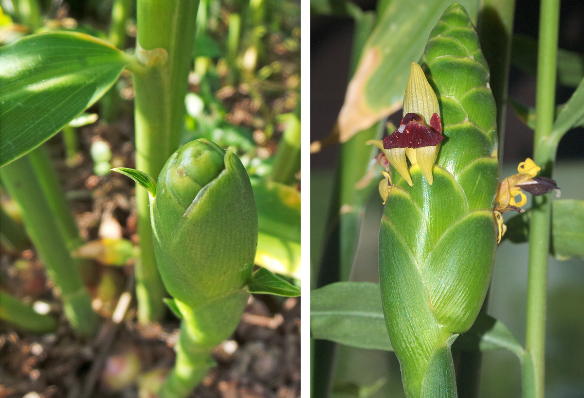 Ginger, Zingiber officinale – Wisconsin Horticulture