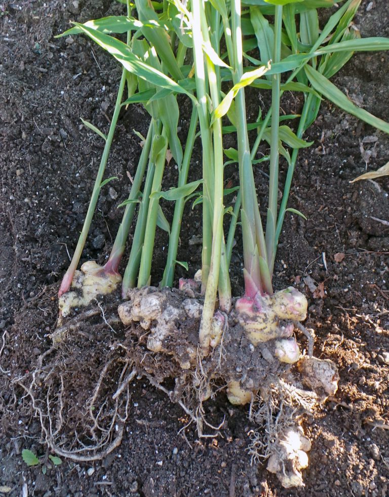 Ginger, Zingiber officinale – Wisconsin Horticulture