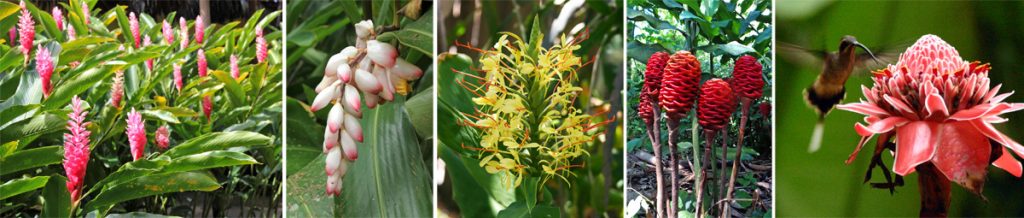 Ginger, Zingiber officinale – Wisconsin Horticulture