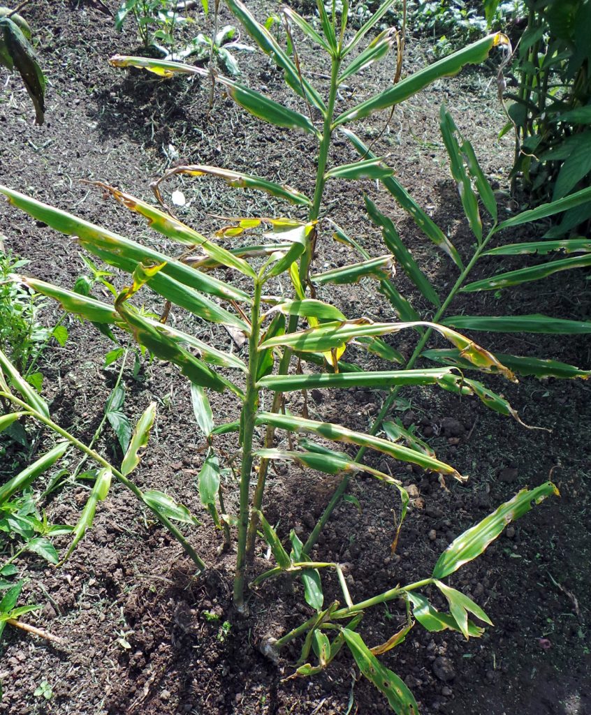 Ginger, Zingiber officinale – Wisconsin Horticulture