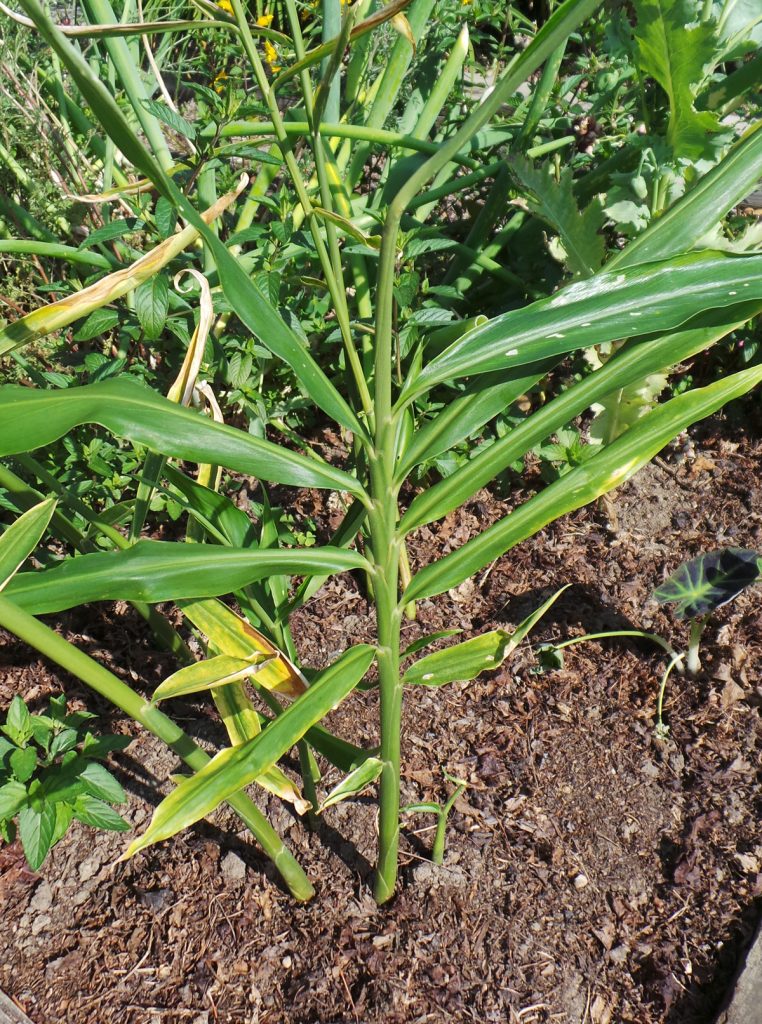 Ginger, Zingiber officinale – Wisconsin Horticulture