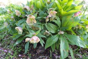 Lenten Rose, Helleborus × hybridus – Wisconsin Horticulture