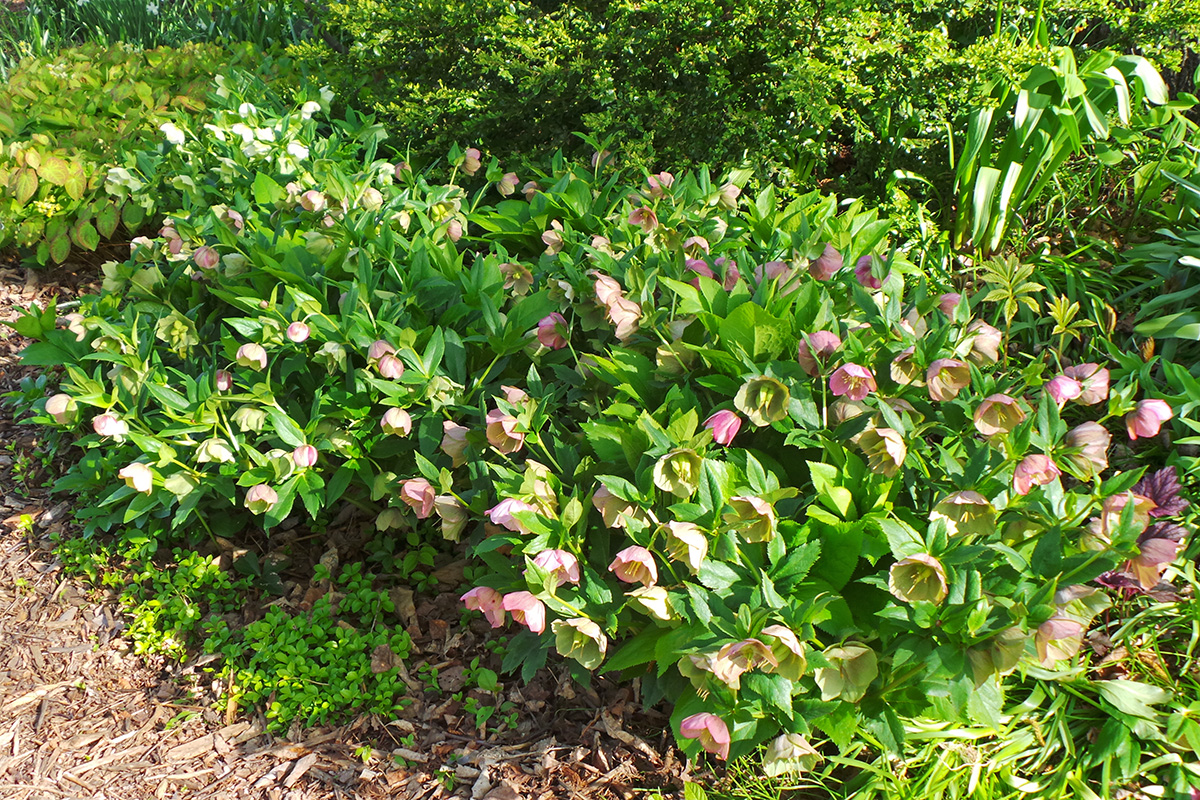 Lenten Rose, Helleborus × hybridus – Wisconsin Horticulture