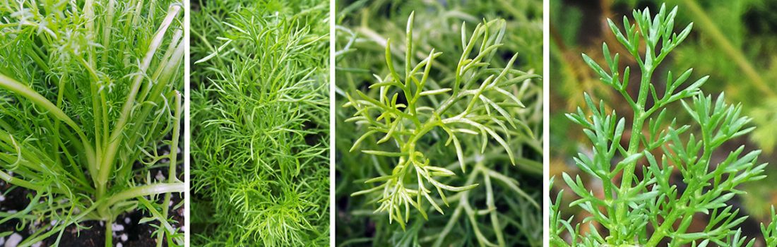 Chamomile, Matricaria chamomilla – Wisconsin Horticulture