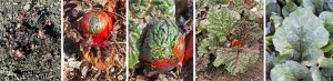 Rhubarb, Rheum rhabarbarum – Wisconsin Horticulture