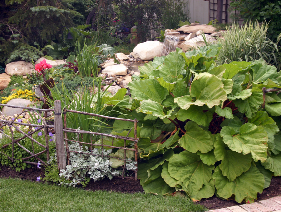 Rhubarb, Rheum rhabarbarum – Wisconsin Horticulture