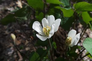 Twinleaf, Jeffersonia diphylla – Wisconsin Horticulture